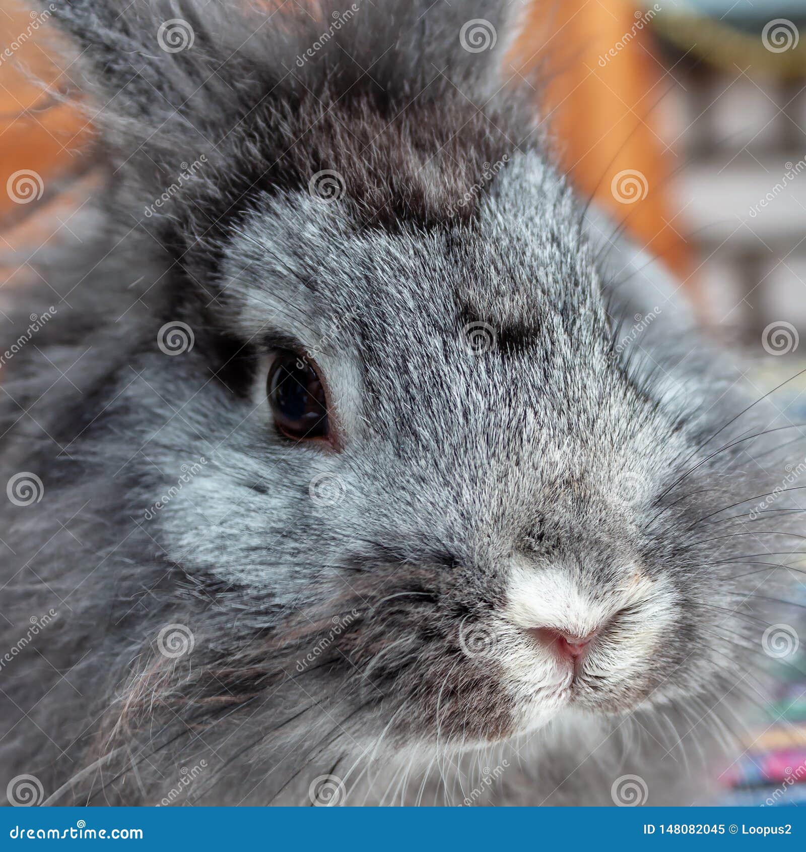 Rabbit Fine Line Stock Photos - Free & Royalty-Free Stock Photos from ...