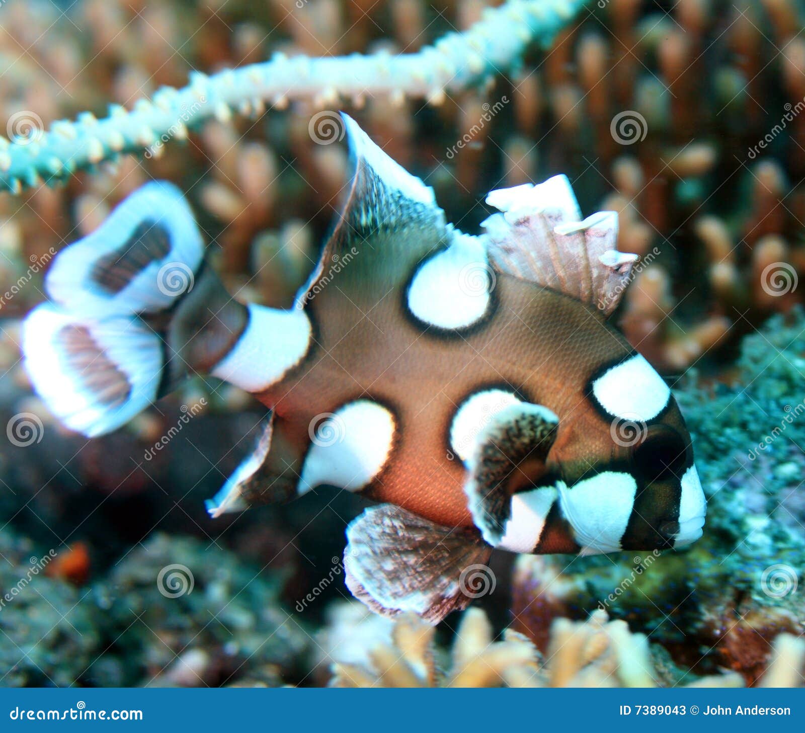 70 Fish Sweet Lips Photos - Free & Royalty-Free Stock Photos from ...