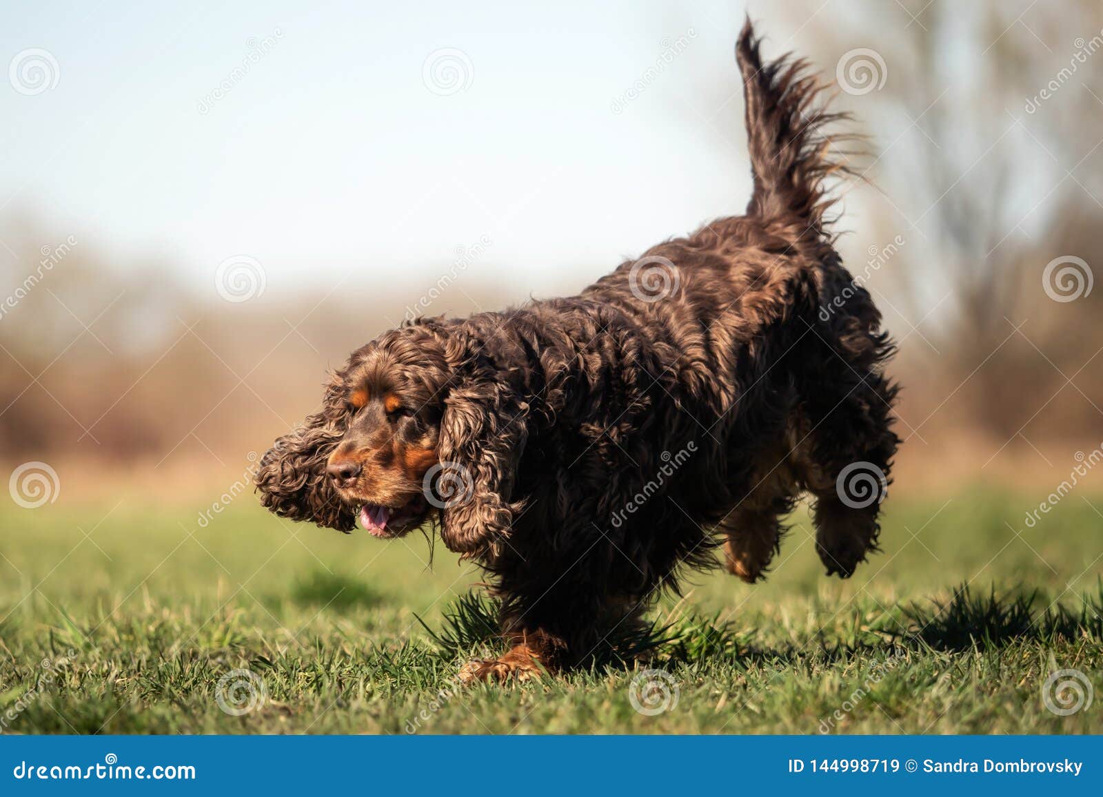 A Sweet Little Brown Cocker Spaniel Outside Stock Image - Image of ...