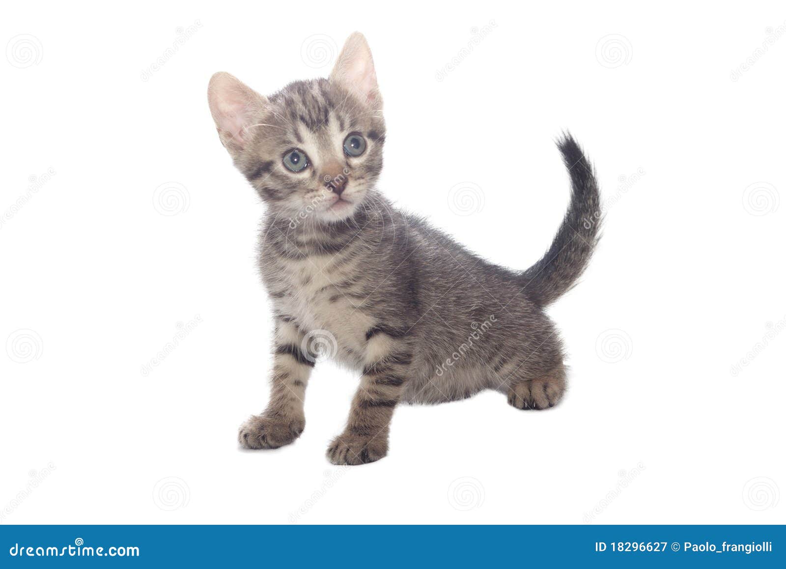 Sweet little Cats stock image. Image of whisker, kitten - 18296627