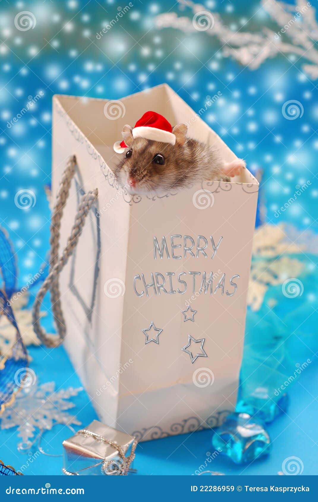 Sweet Little Hamster for Christmas Stock Image - Image of looking ...