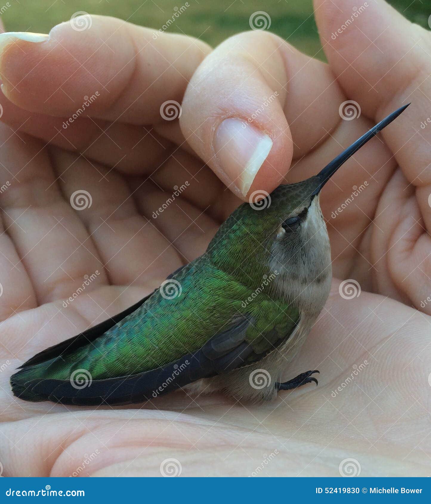 Sweet little hummingbird stock photo. Image of hummingbird - 52419830