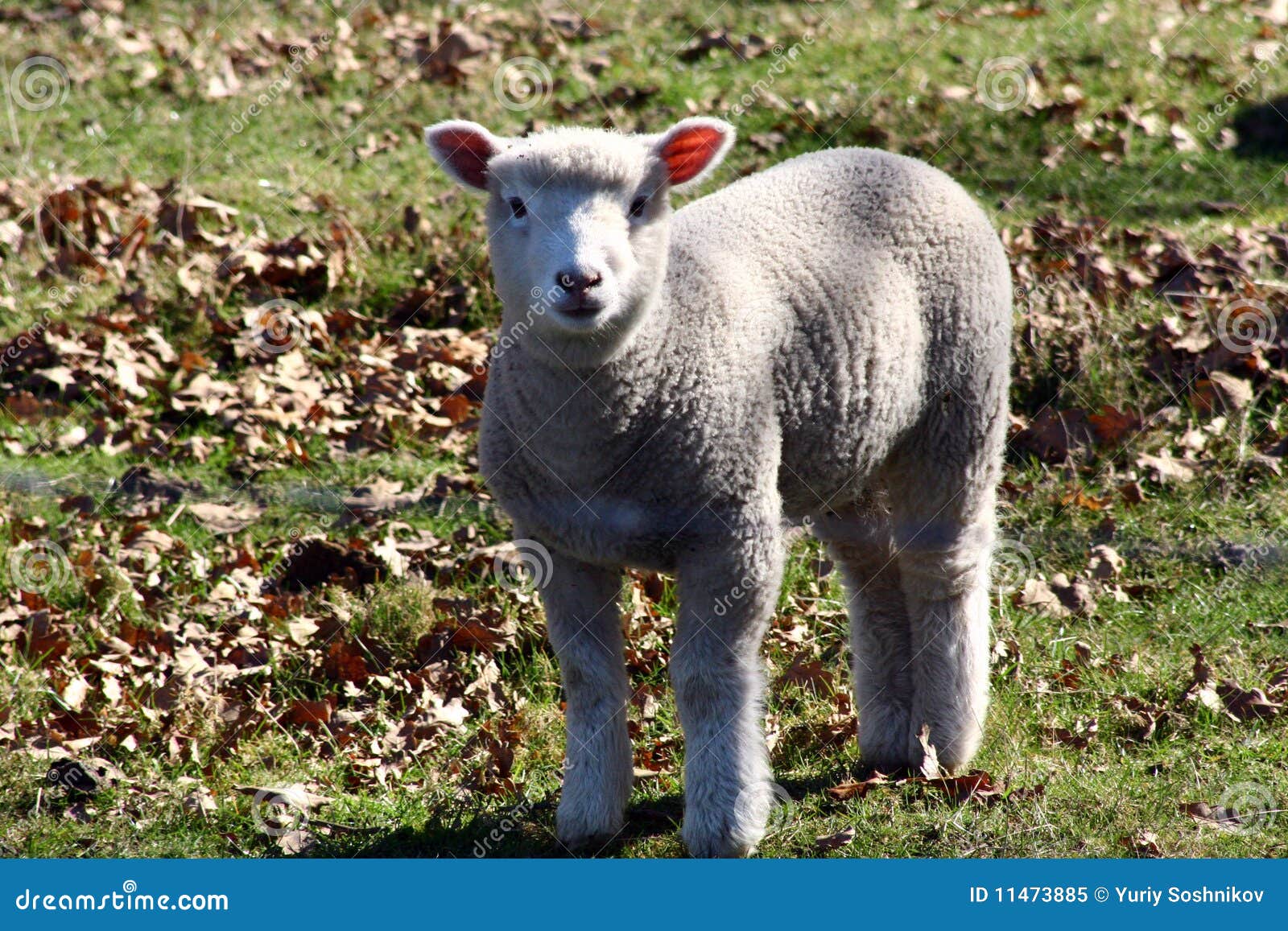 Sweet little lamb stock image. Image of outdoors, country - 11473885