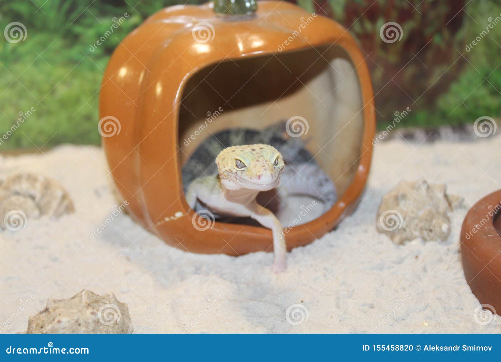 A Sweet Little Lizard Eublepharis Macularius, Gecko Stock Photo - Image ...