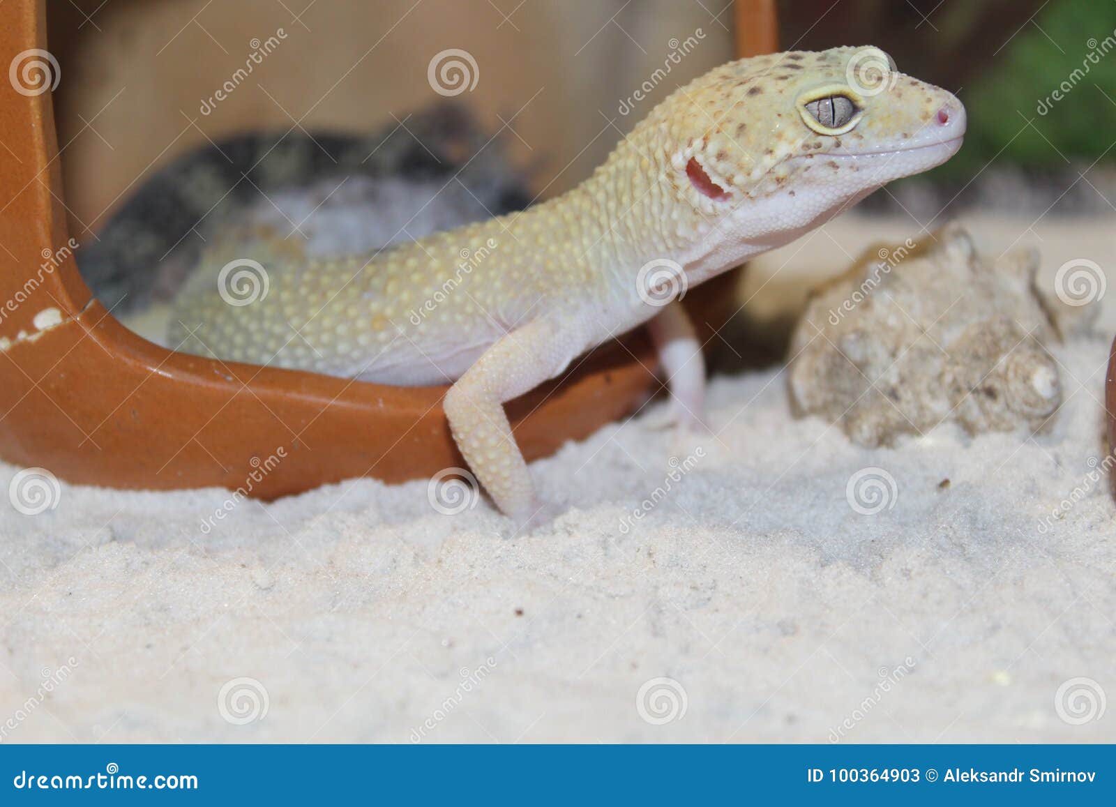 Smal Leopard Gecko stock image. Image of color, nature - 100364903