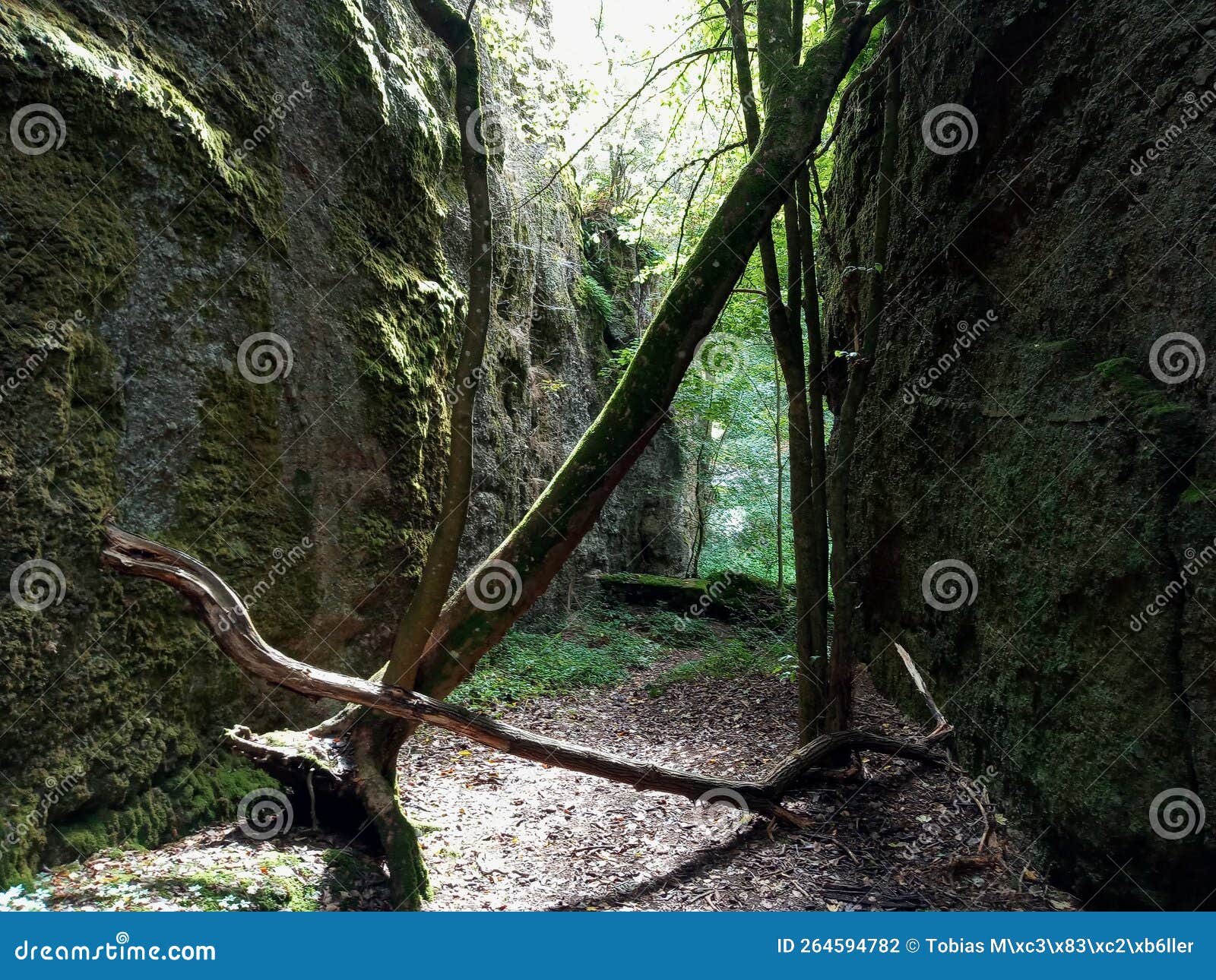 Sweet little ravine stock photo. Image of trunk, jungle - 264594782