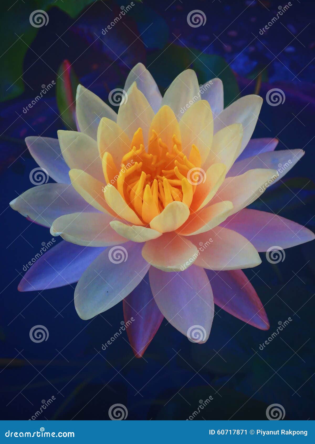 Sweet lotus editorial photo. Image of lotus, sweet, water - 60717871