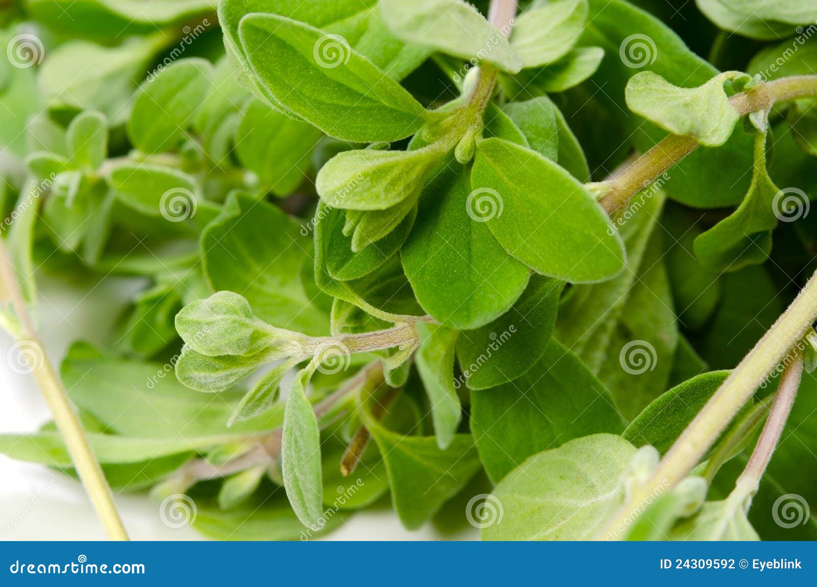 Sweet majoram stock photo. Image of eating, herb, life - 24309592