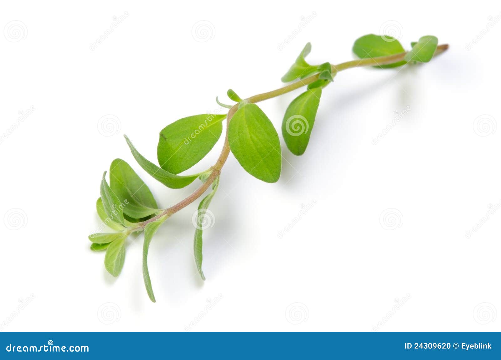 Sweet majoram stock photo. Image of health, dinner, fresh - 24309620