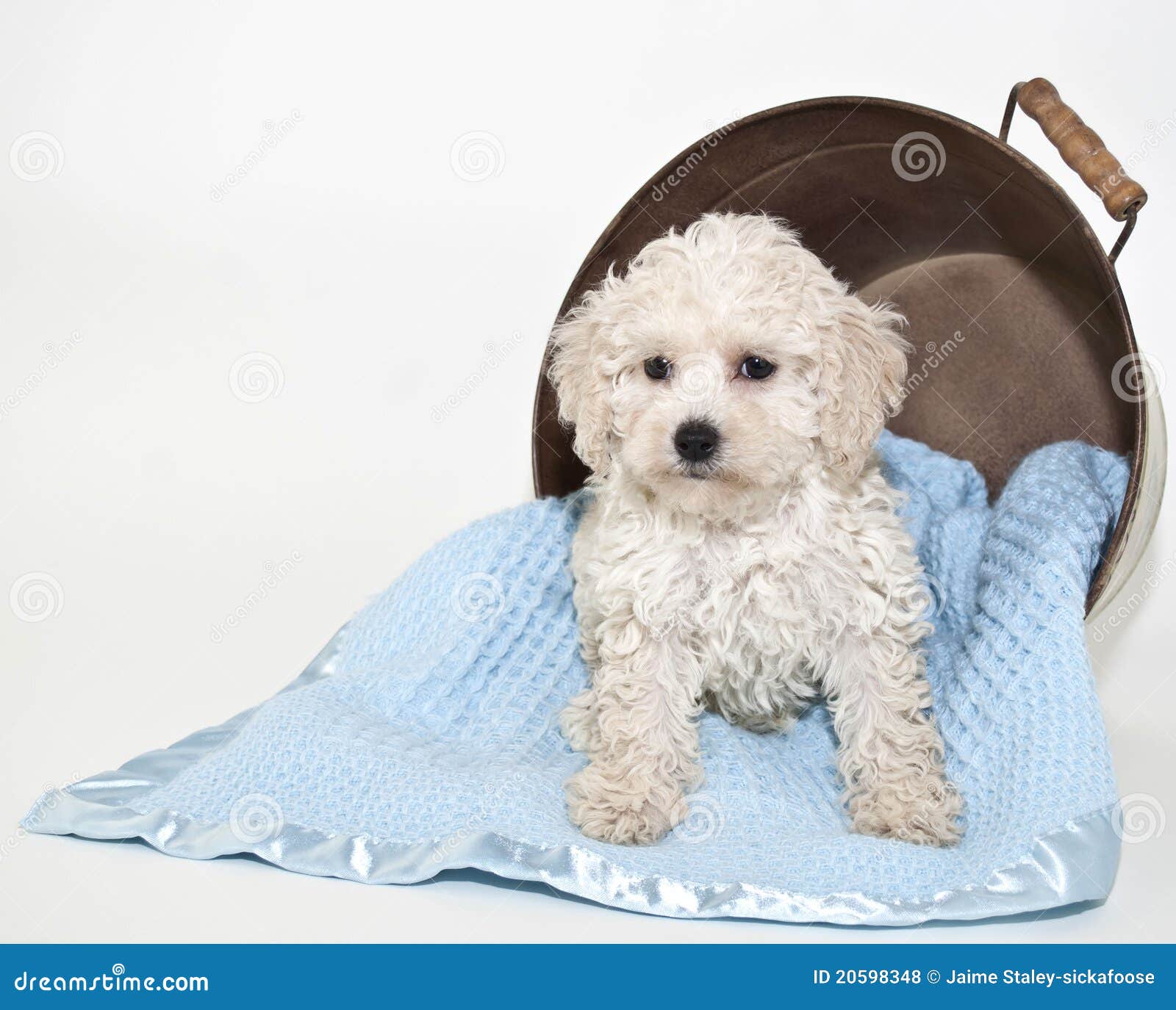645 Poo Puppy Stock Photos - Free & Royalty-Free Stock Photos from ...