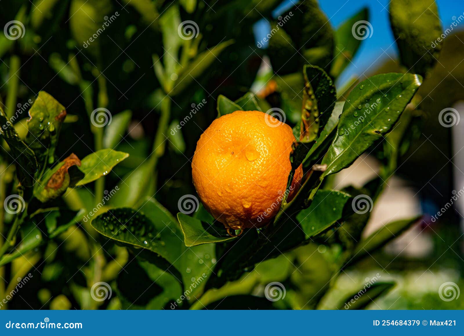 Sweet Mandarin Citrus Fruit on Tree Stock Image - Image of growth ...