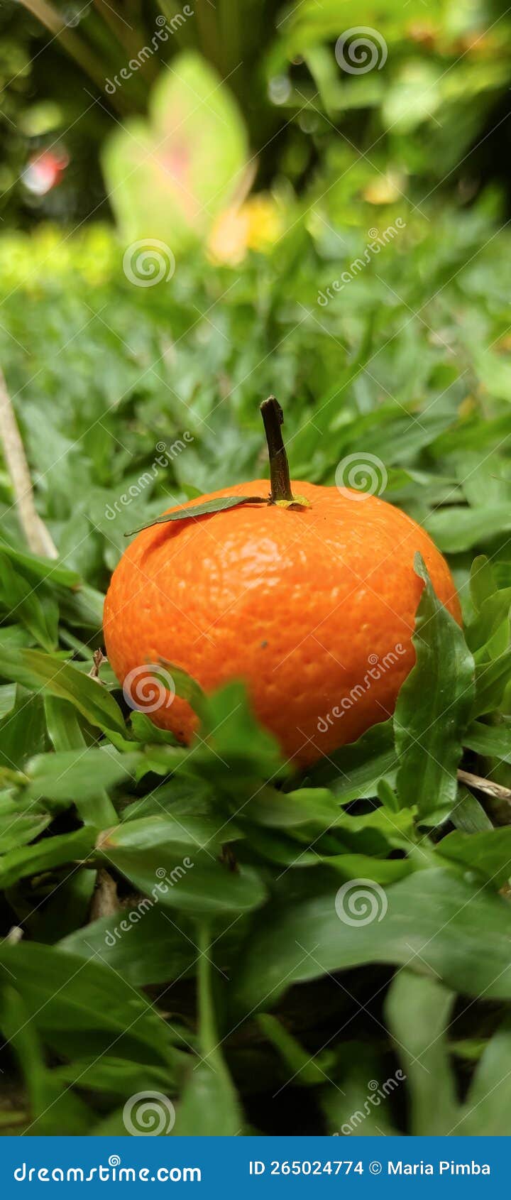 Sweet Mandarin Orange Chinesse Stock Photo - Image of sweet, chinesse ...