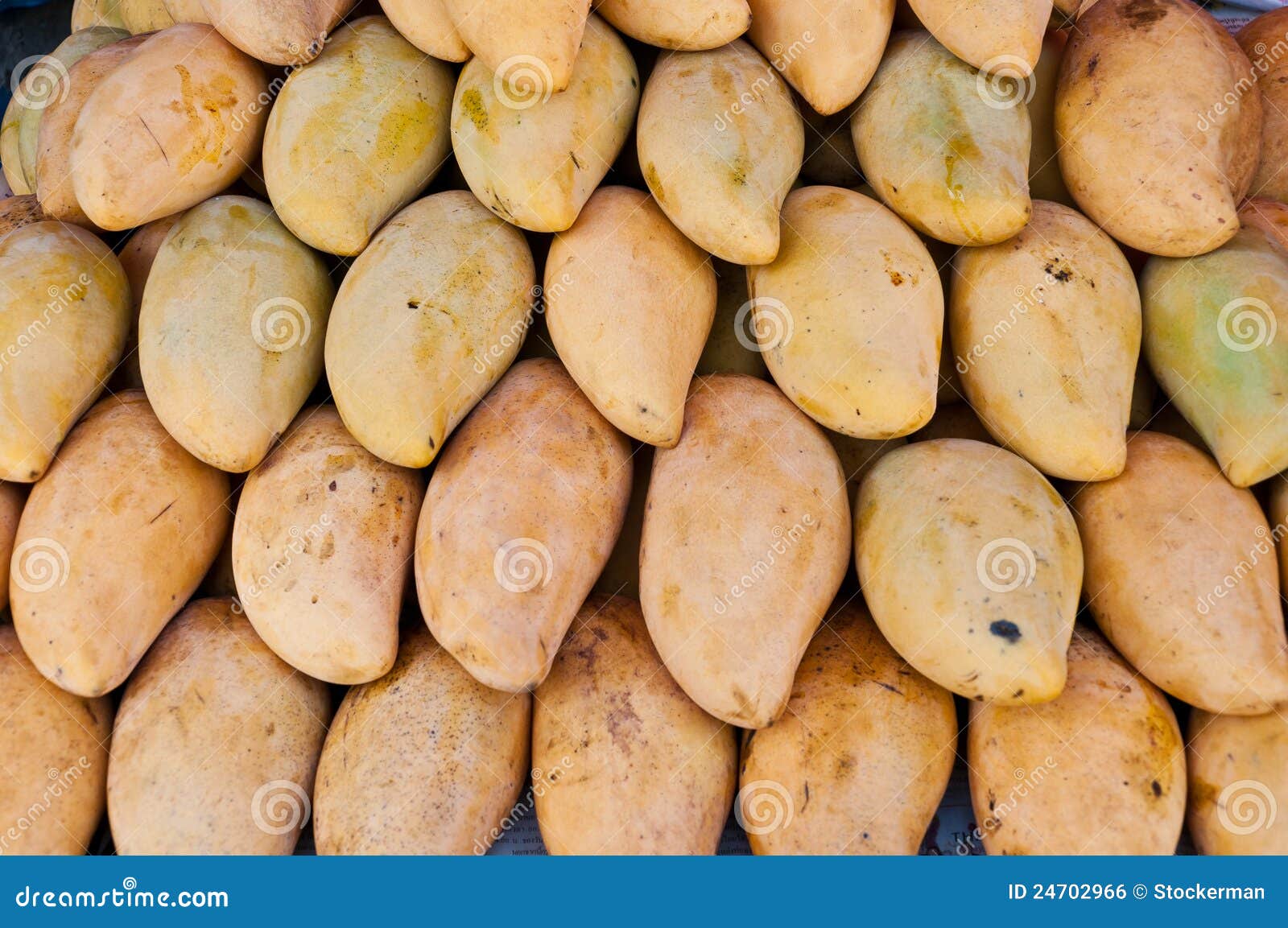 Sweet mango of Thailand stock photo. Image of healthy - 24702966