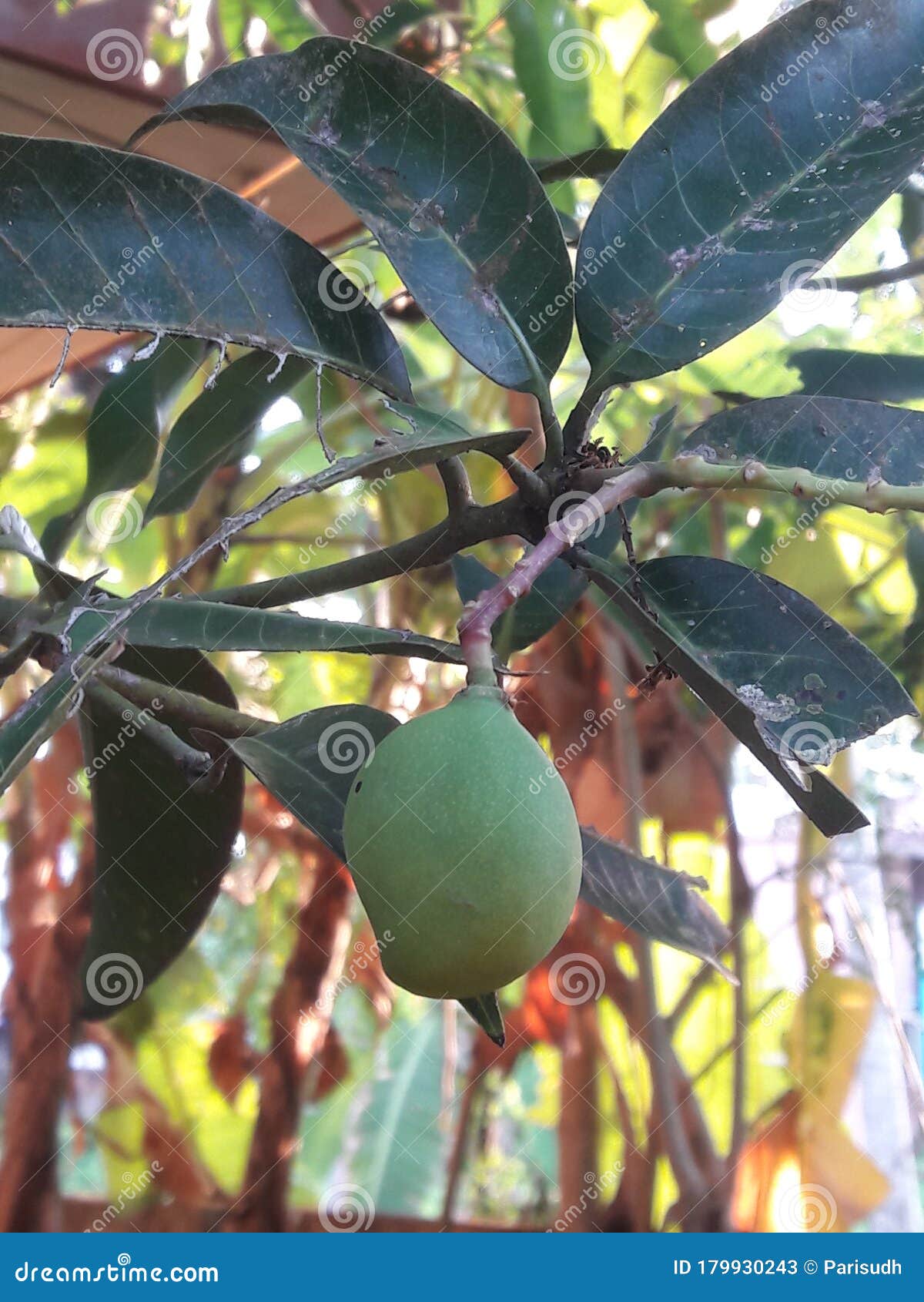 A sweet mango tree stock image. Image of shrub, sweet - 179930243