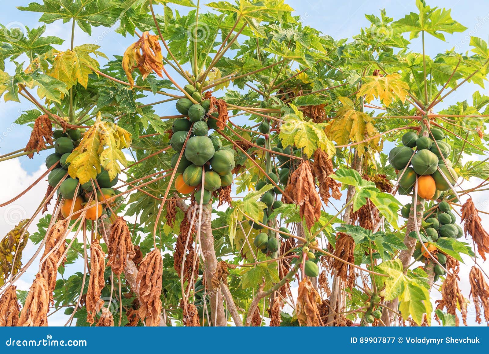 Sweet mango on the tree stock image. Image of produce - 89907877