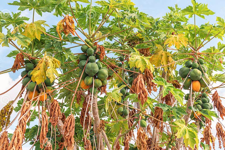 Sweet mango on the tree stock image. Image of produce - 89907877