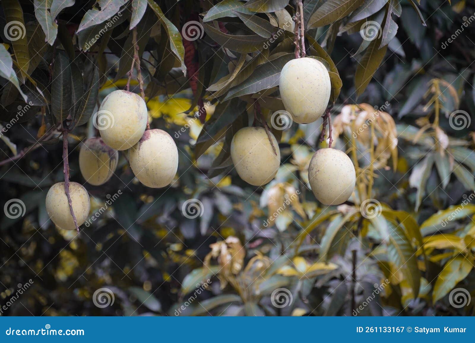 Sweet mango tree in garden stock image. Image of isolated - 261133167