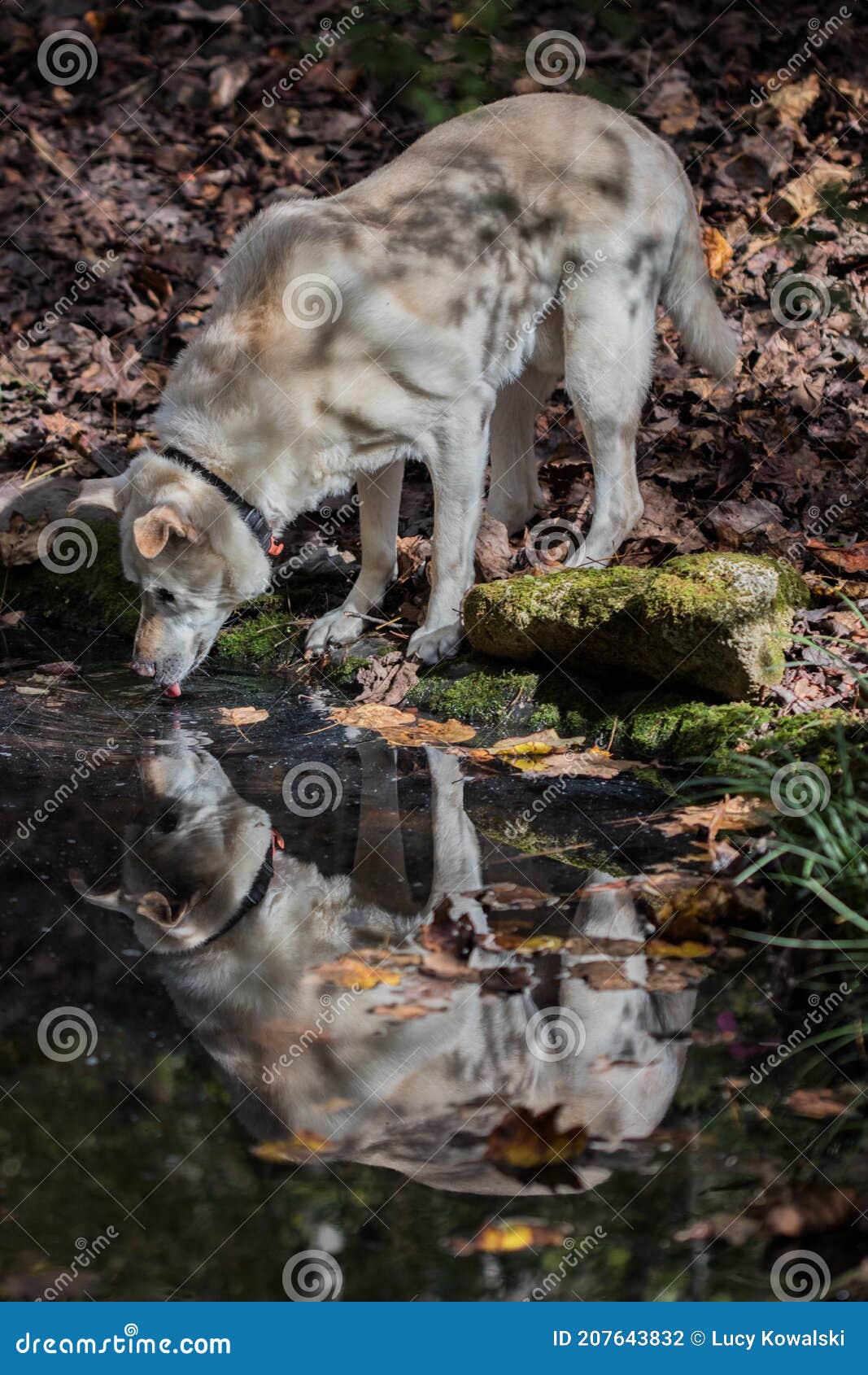 Reflection of a Large Dog stock photo. Image of doggy - 207643832