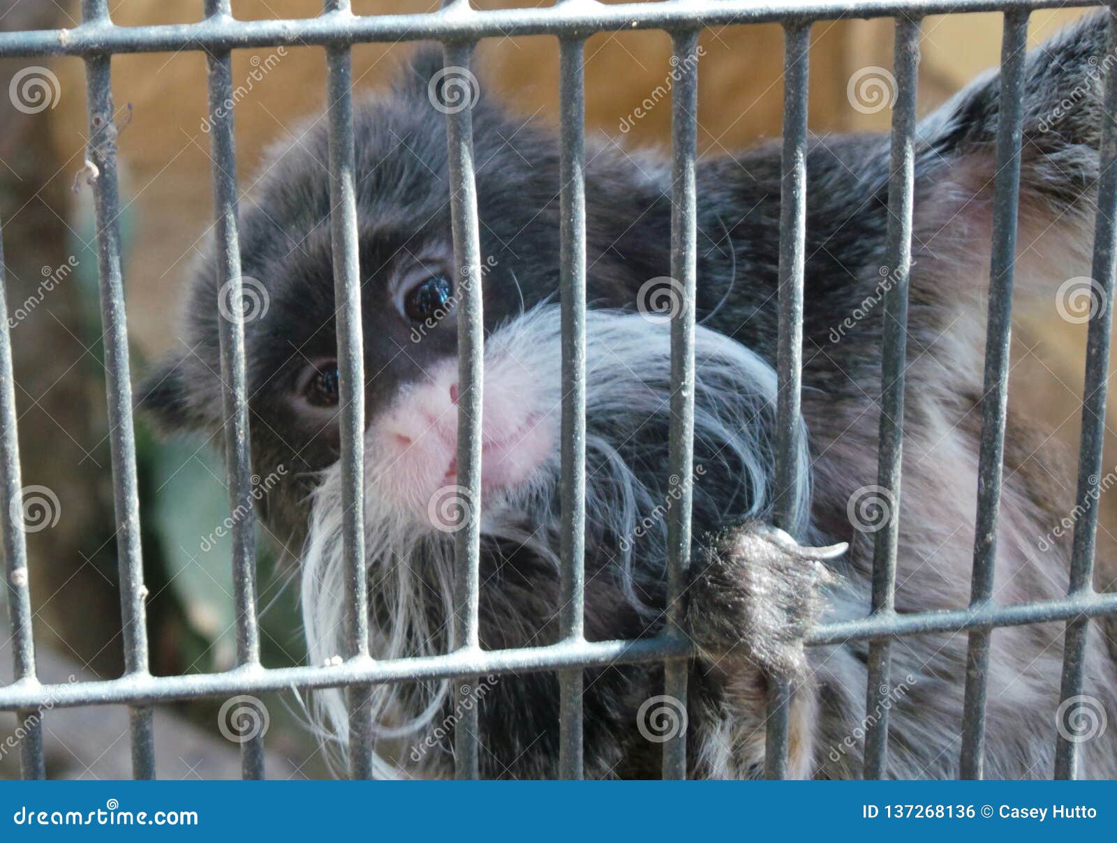 Sweet Monkey stock photo. Image of sweet, monkey, please - 137268136