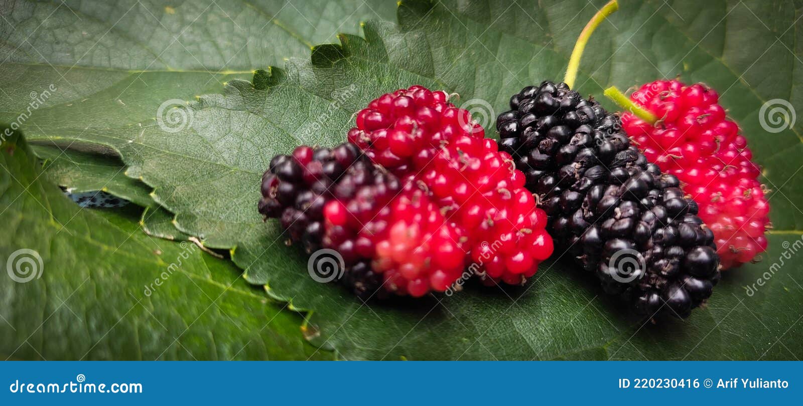 Murbay Fruit Stock Photos - Free & Royalty-Free Stock Photos from ...