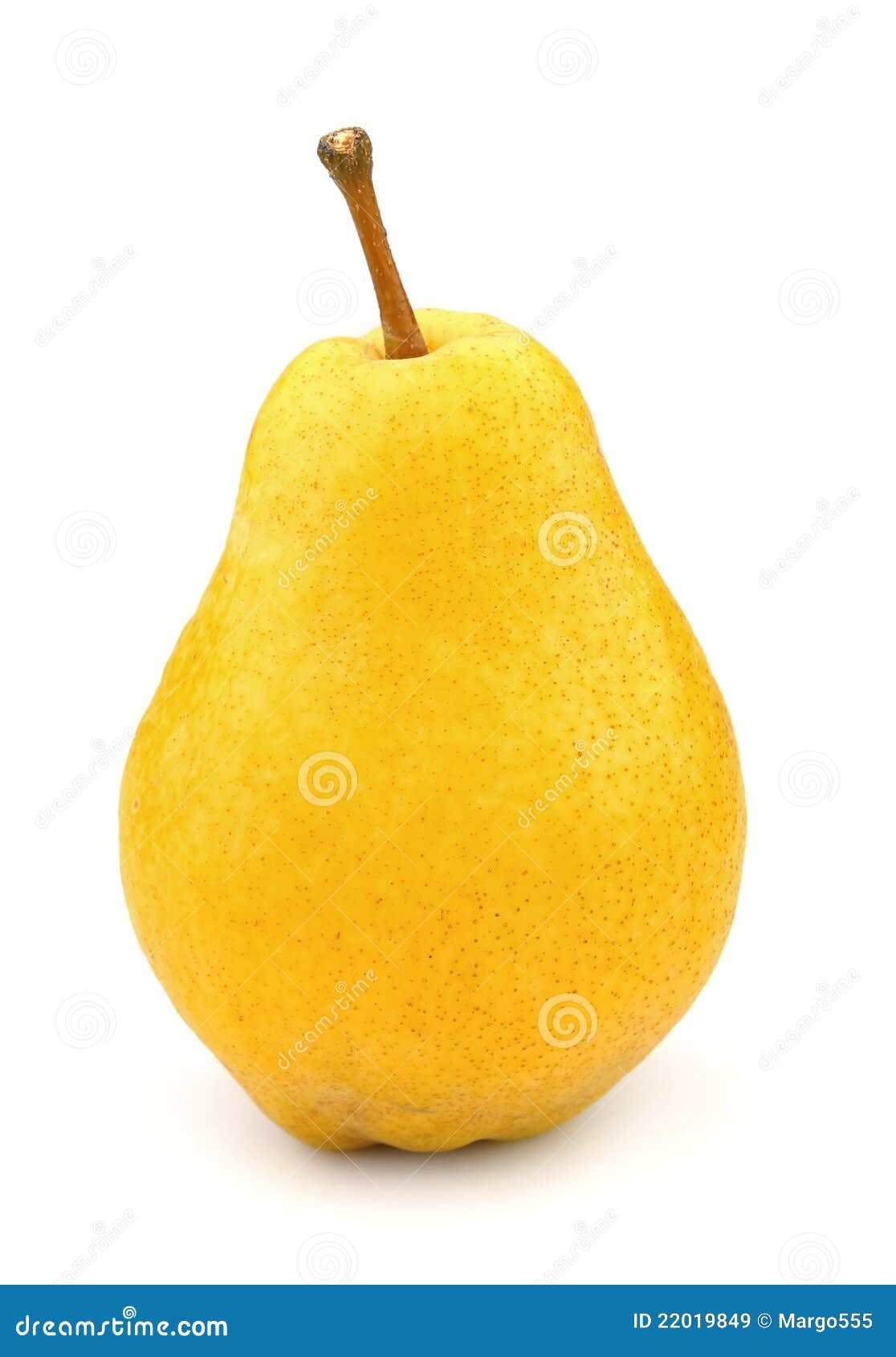Sweet one pear stock image. Image of pear, autumn, white - 22019849