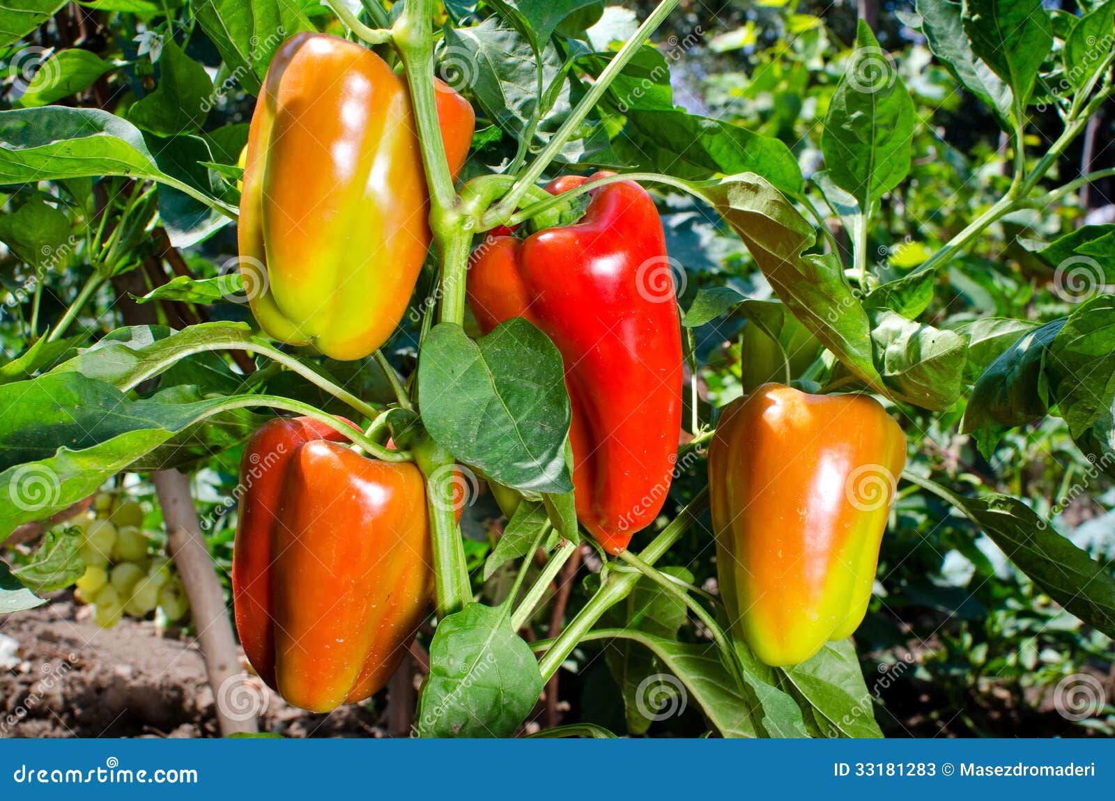 Sweet orange bell peppers stock image. Image of yellow - 33181283