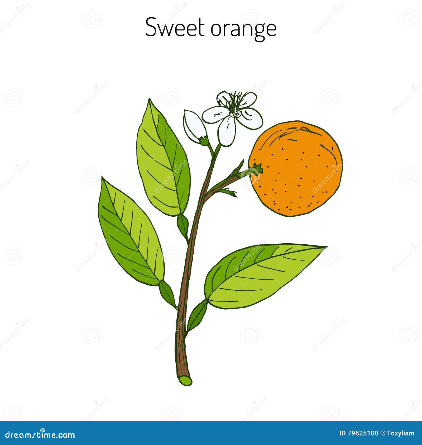 Sweet orange stock vector. Illustration of flavor, organic - 79625100