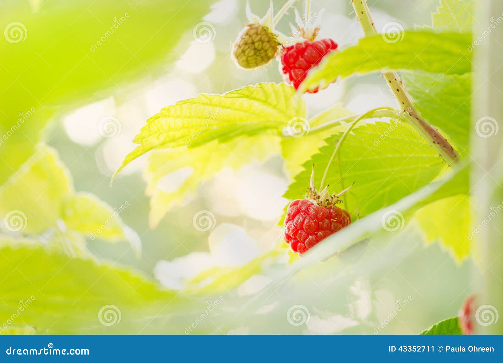 Sweet Organic Raspberries on the Bush Stock Image - Image of summer ...