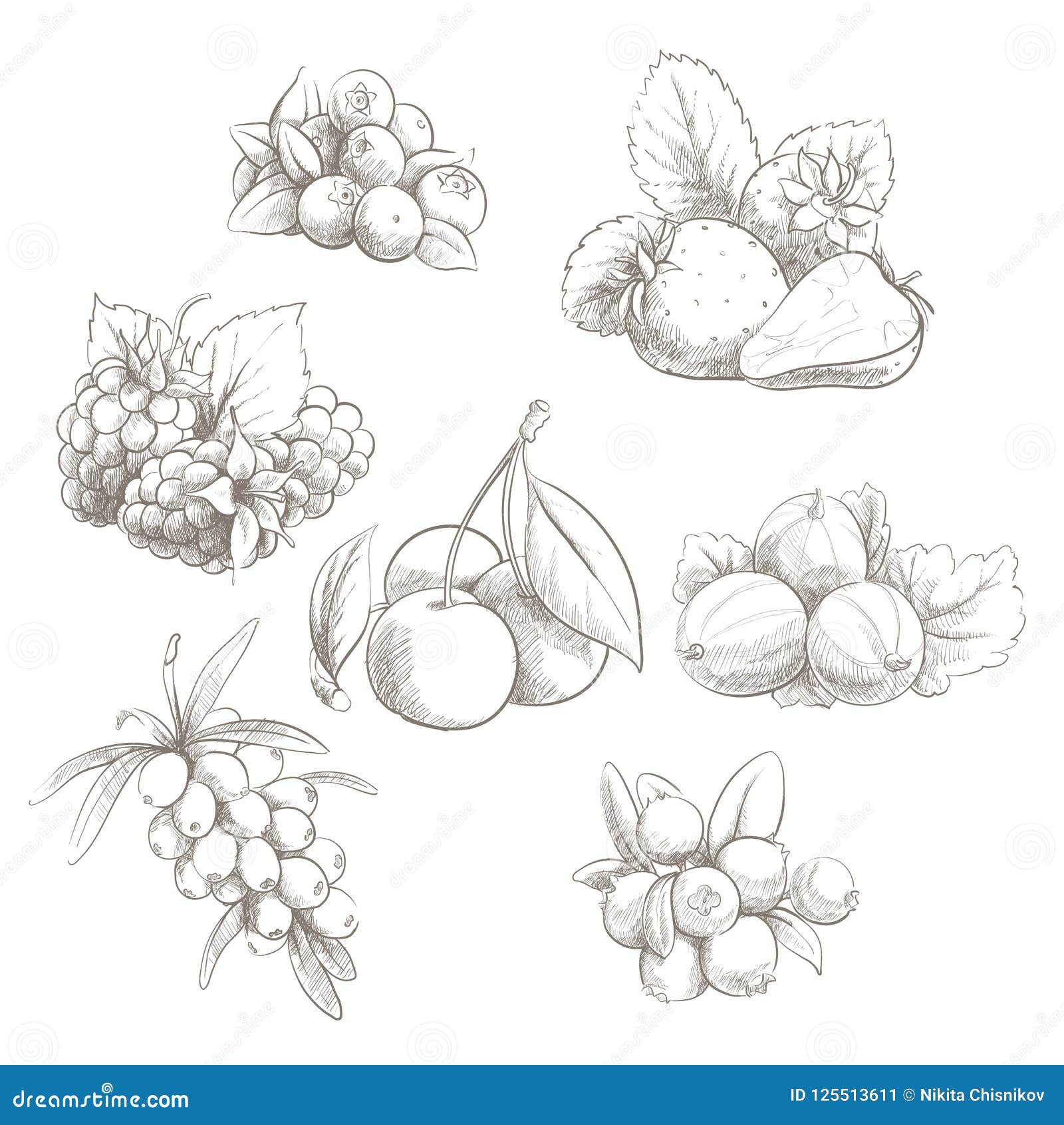 Sweet outline berries stock vector. Illustration of fruit - 125513611