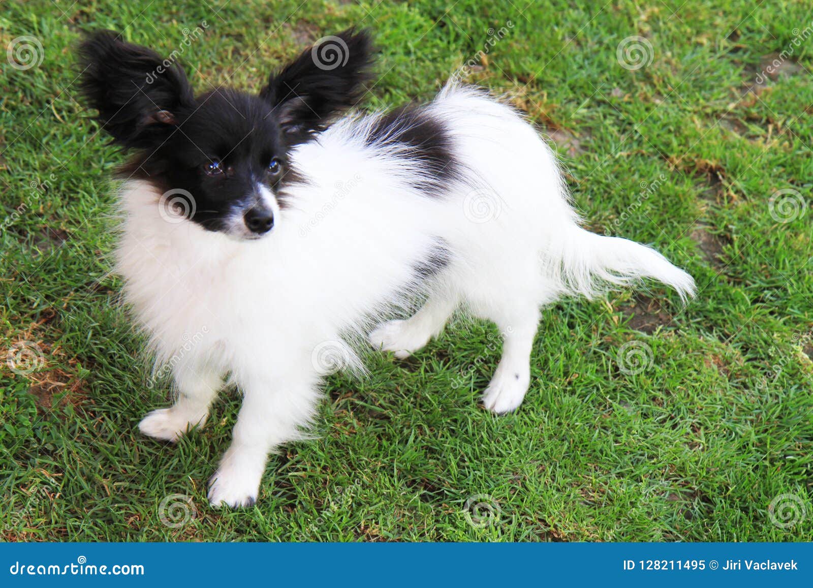 184 Papilon Photos - Free & Royalty-Free Stock Photos from Dreamstime