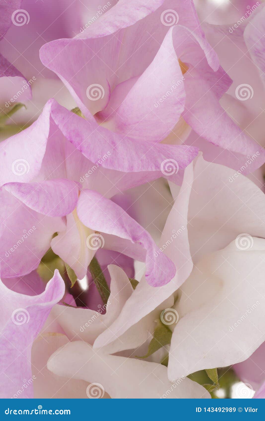 Sweet pea background stock image. Image of abstract - 143492989