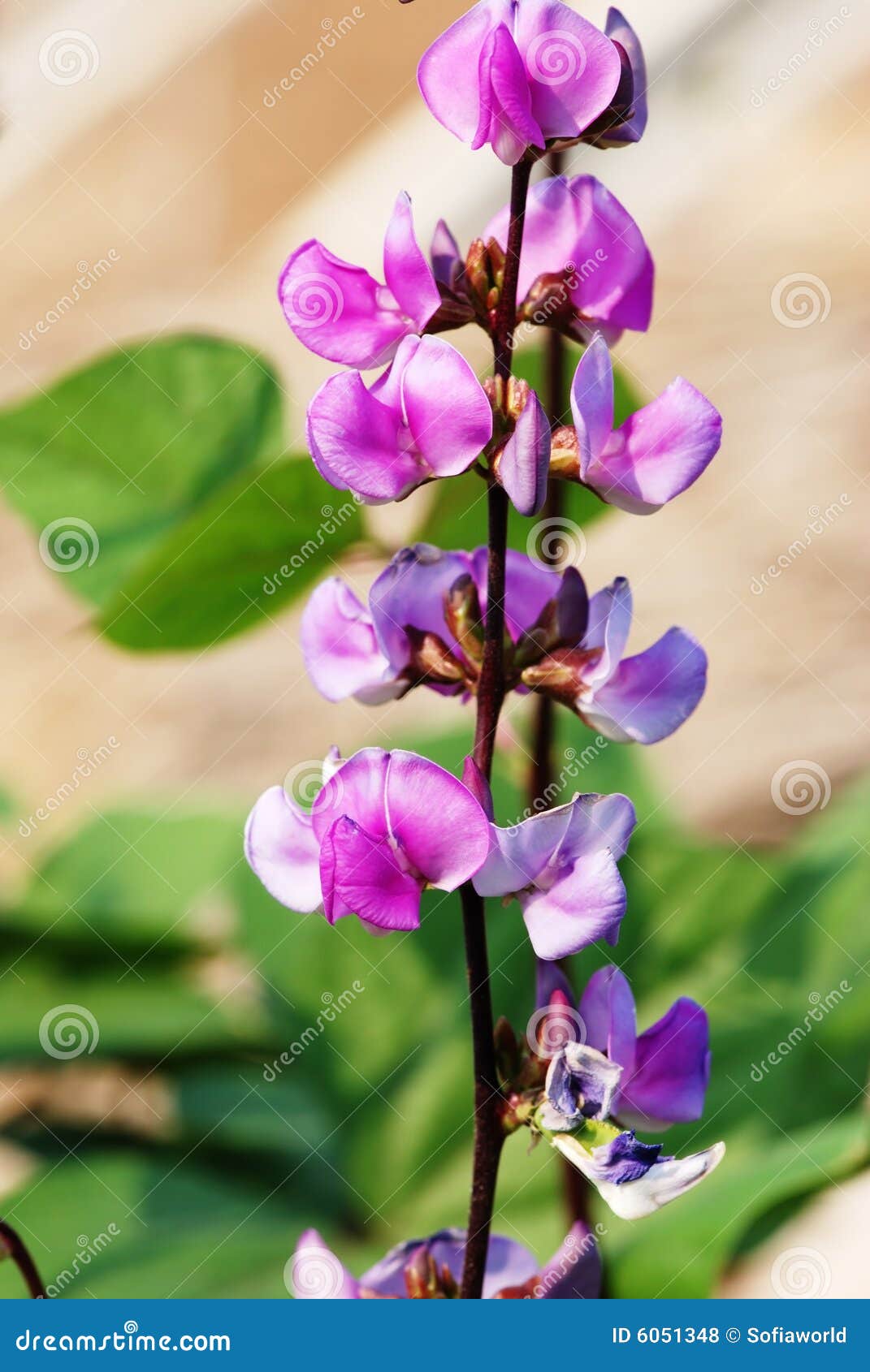 Sweet pea flower stock photo. Image of orchid, post, garden - 6051348