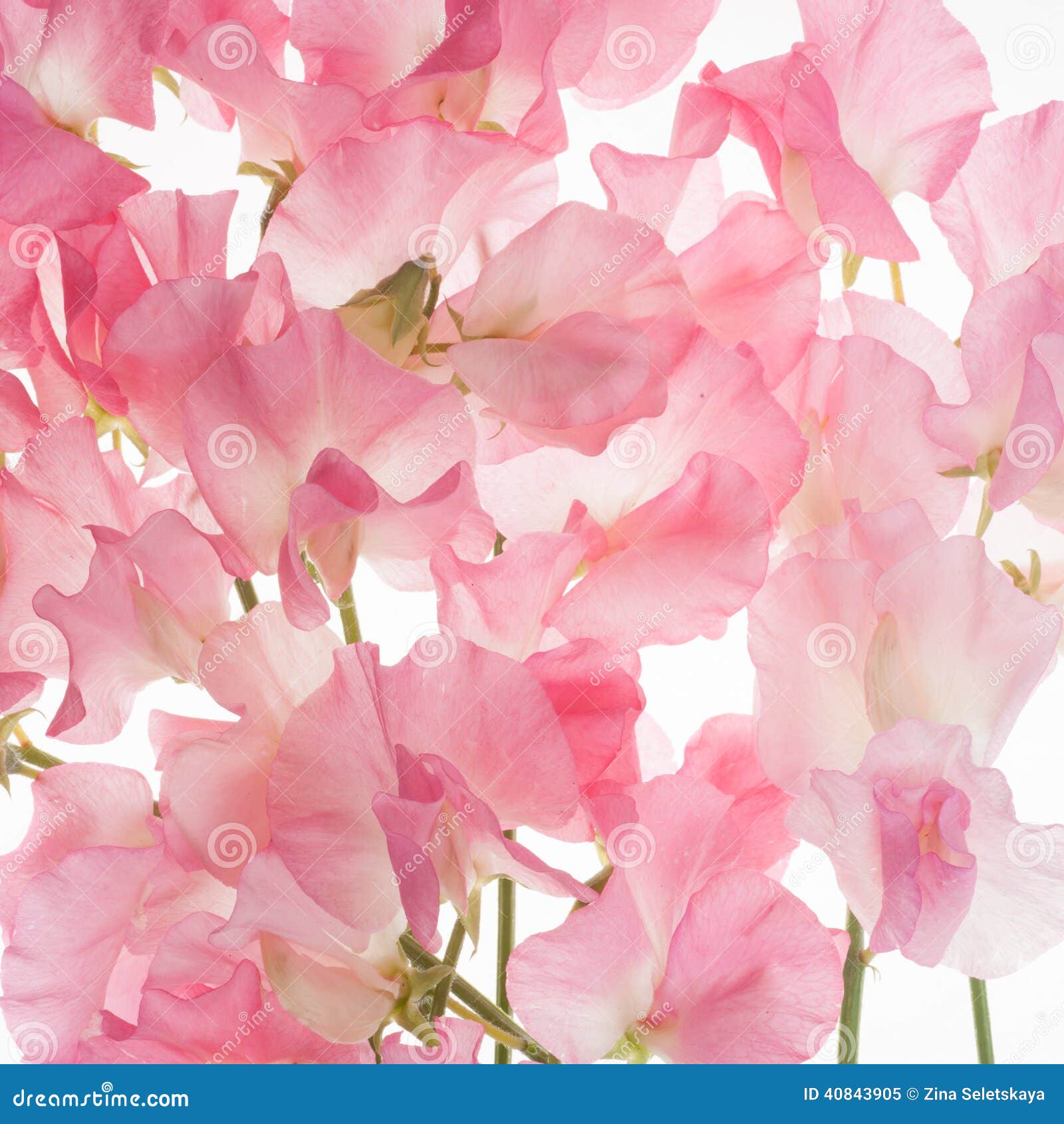 Sweet Pea Flower Background Stock Image - Image of blooms, background ...