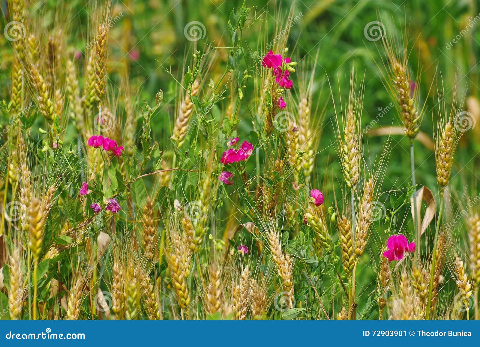Sweet Pea Flowers and Ripe Ears of Wheat. Summer Background Stock Image ...