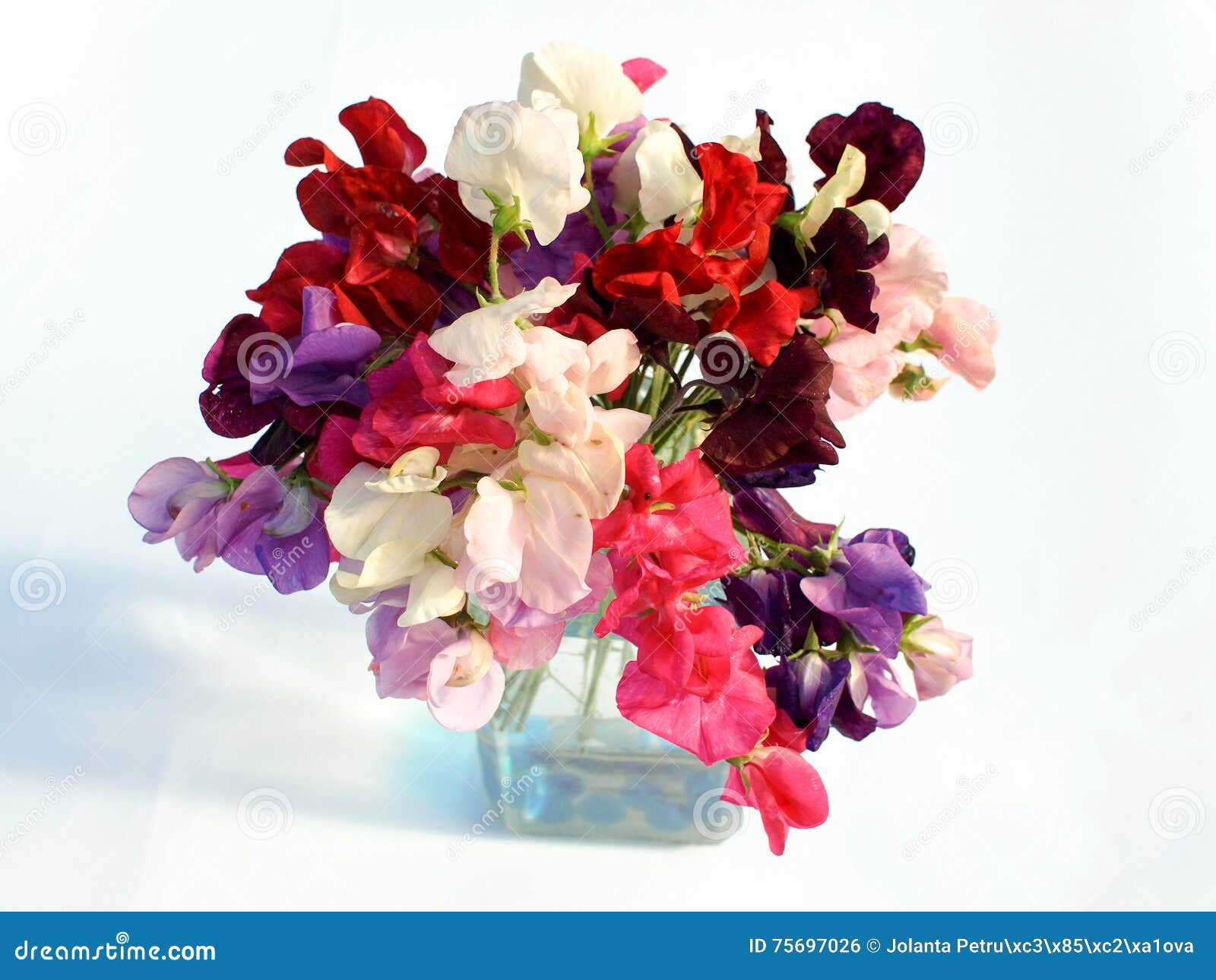 Sweet Pea Flowers Pastel Colours With Blue Sky Background Stock Photo ...