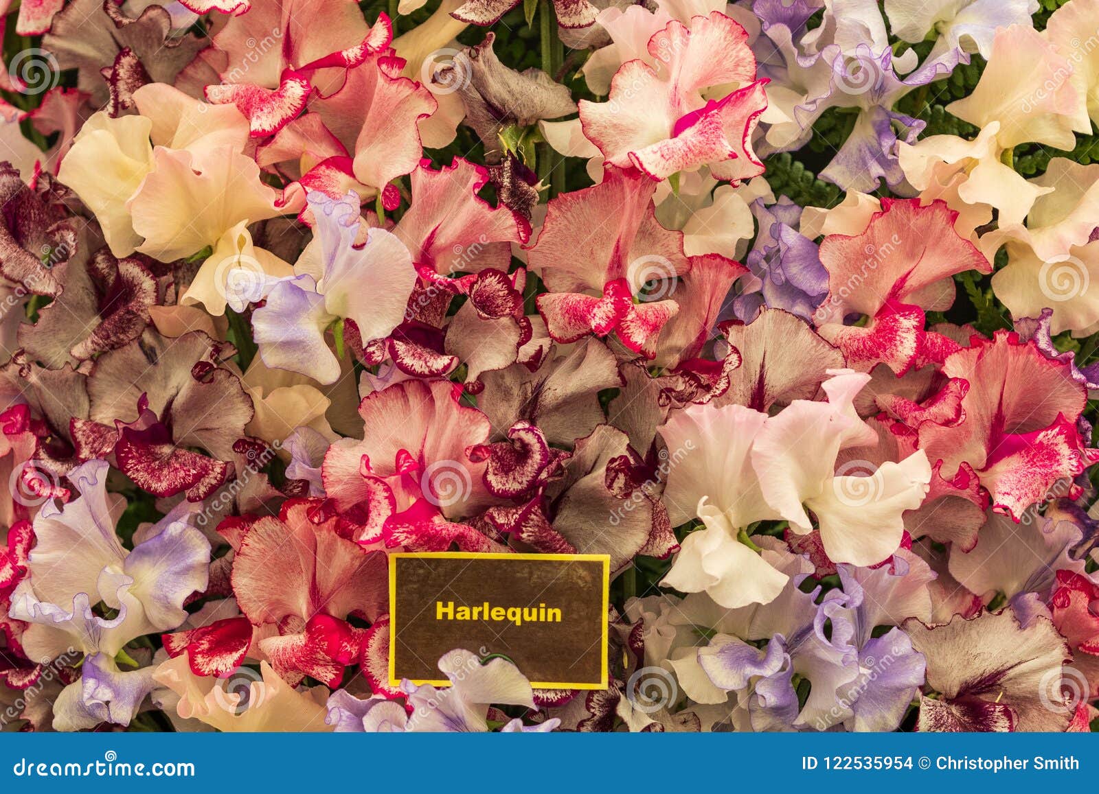 Harlequin Sweet Lips Fish Plectorhinchus Chaetodonoides In The Filipino ...