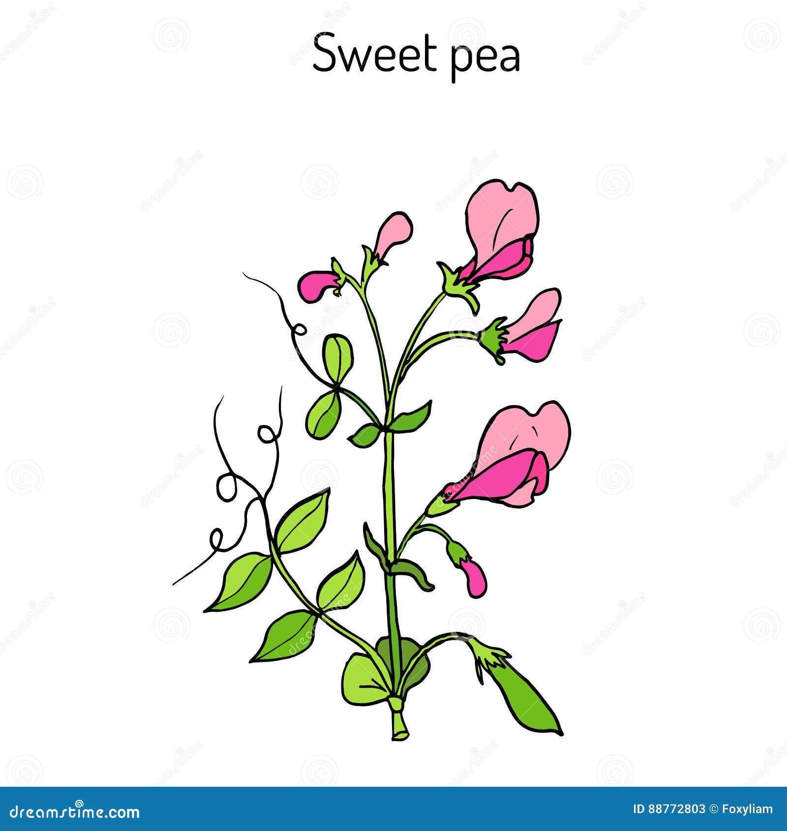 Sweet Pea Lathyrus Odoratus Stock Vector - Illustration of botany, card ...