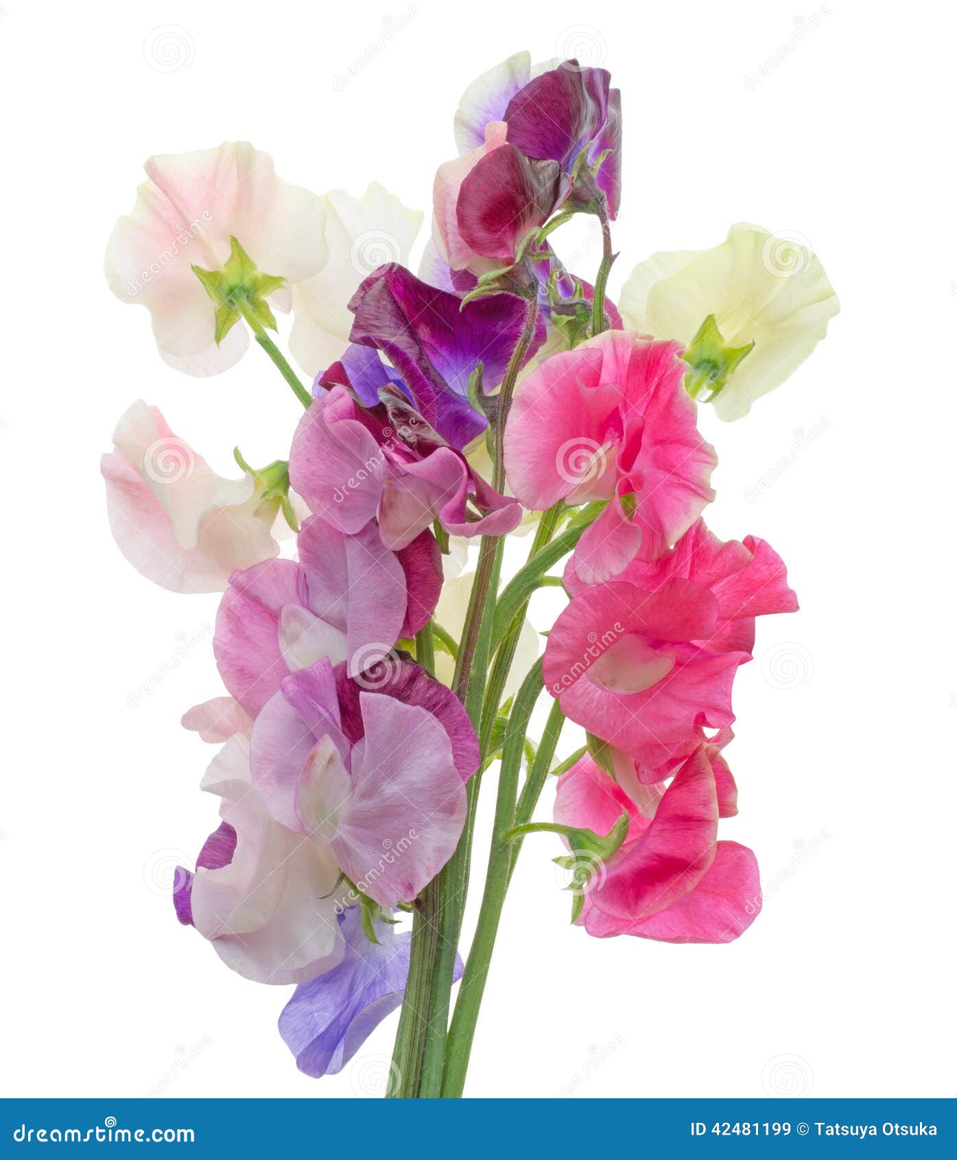 Sweet pea stock image. Image of pictured, pale, peas - 42481199