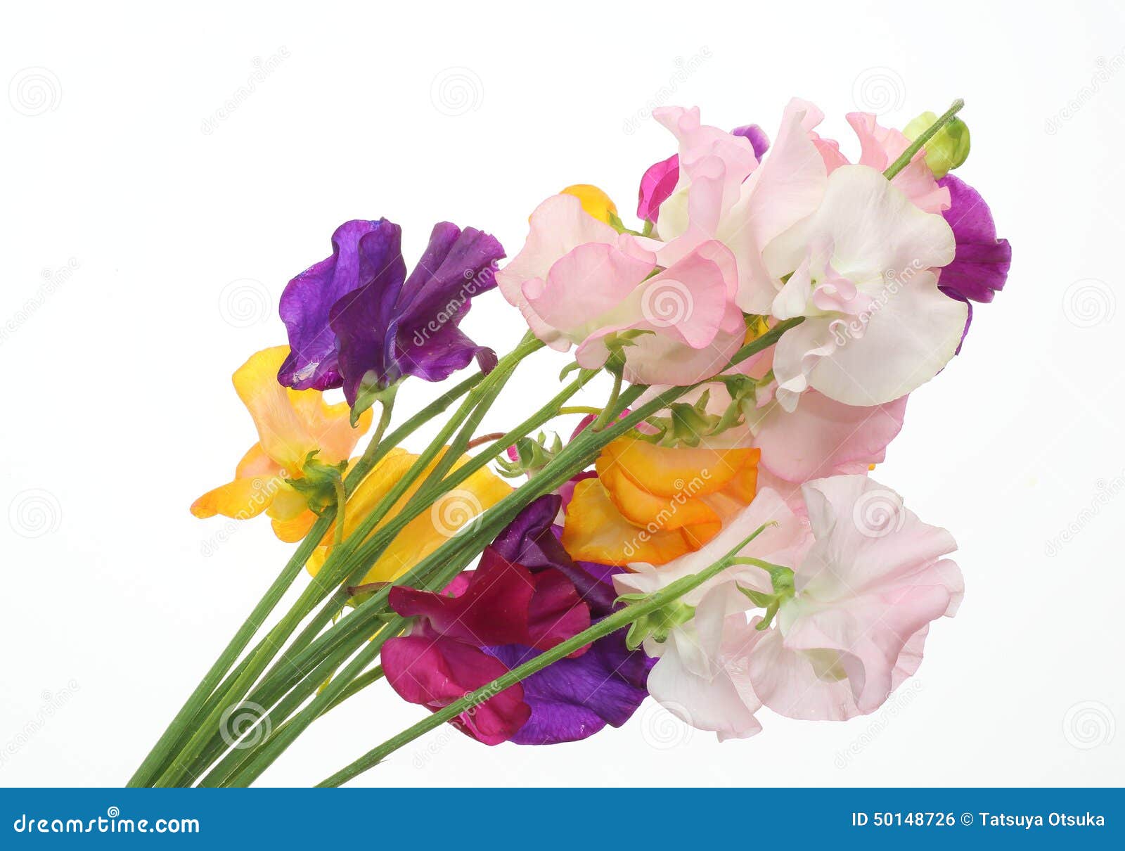 Sweet pea stock photo. Image of nature, shot, pastel - 50148726