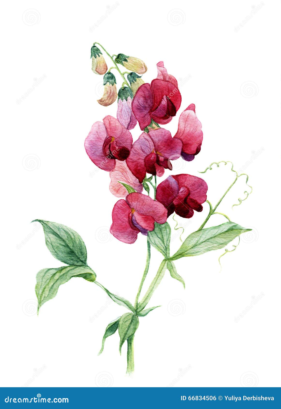 Pea Cartoons, Illustrations & Vector Stock Images - 29128 Pictures to ...