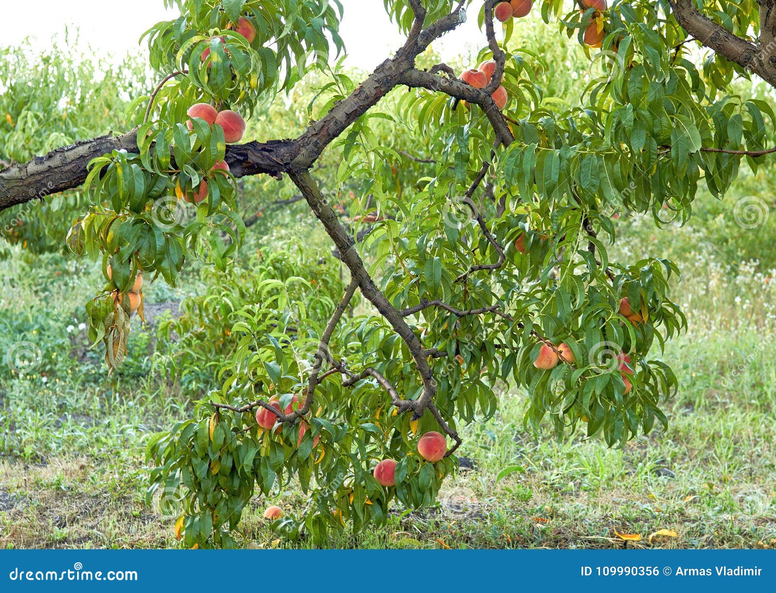 Sweet peaches on tree stock photo. Image of garden, juicy - 109990356