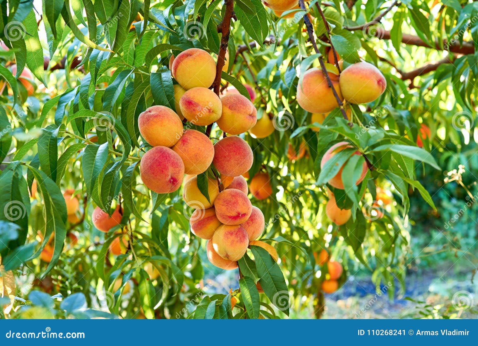 Sweet peaches on tree stock image. Image of branch, bright - 110268241
