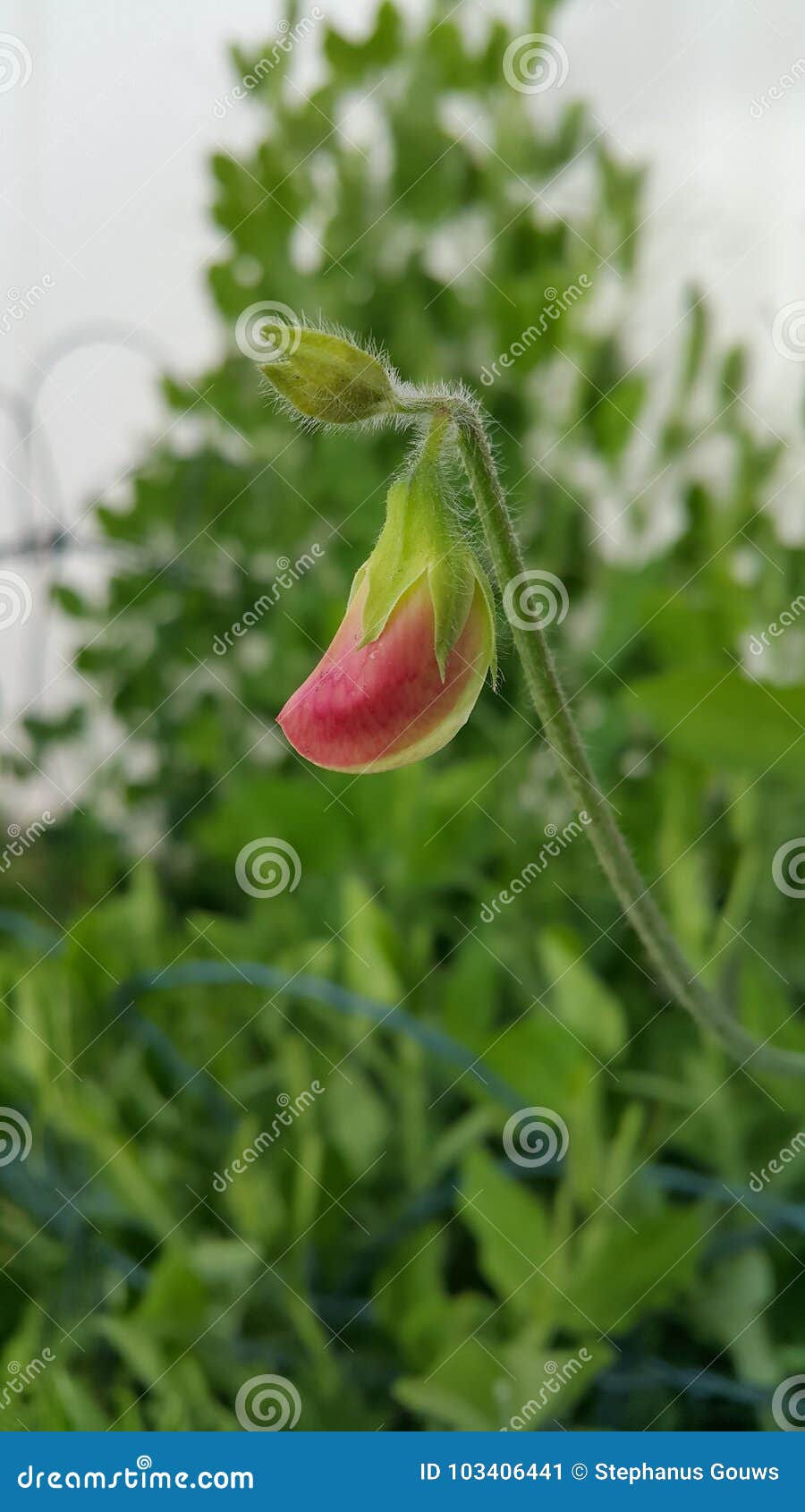 Sweet Pea Bud stock image. Image of sweet, garden, lathyrus - 103406441