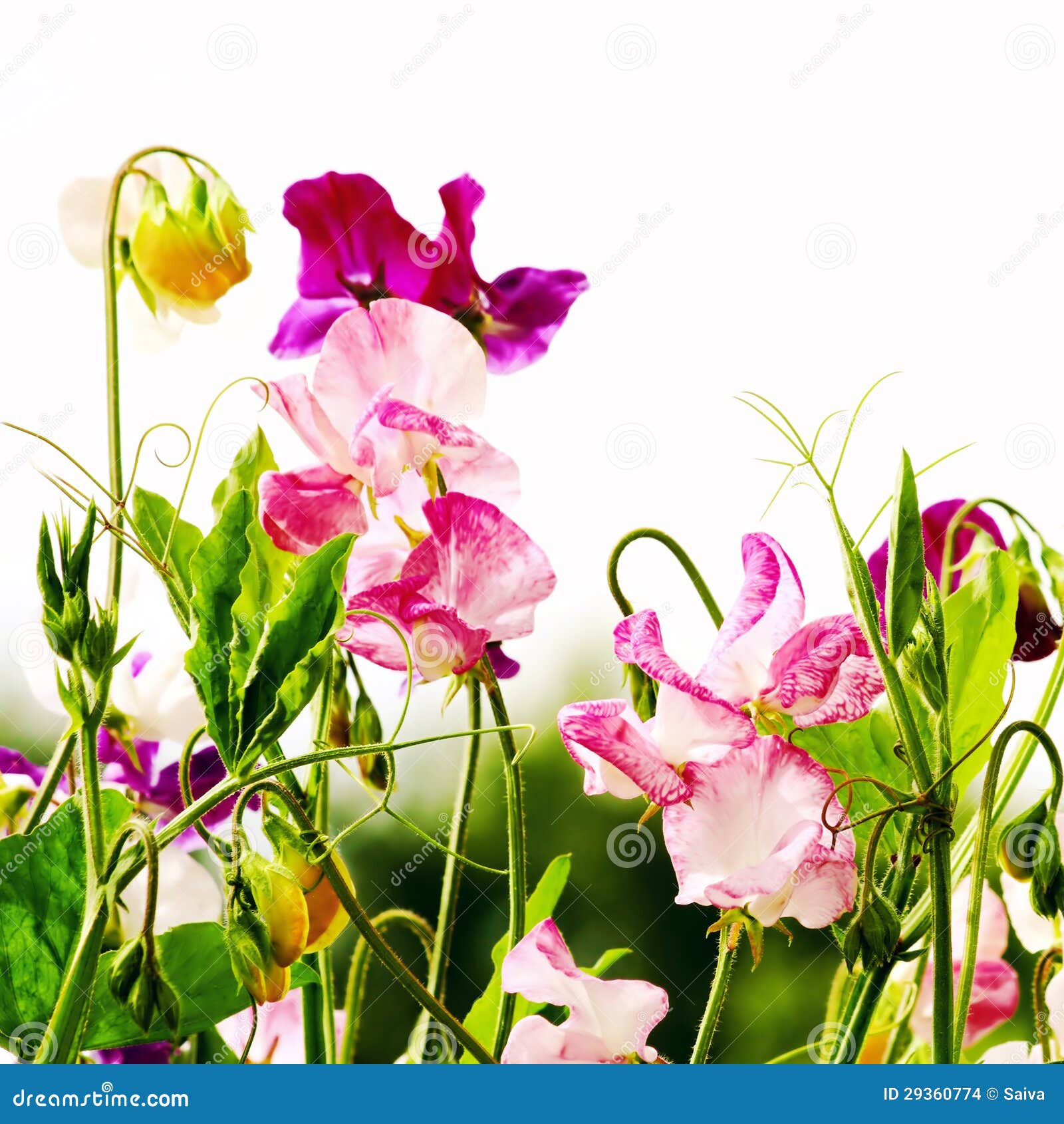 Sweet peas flowers stock photo. Image of purple, closeup - 29360774