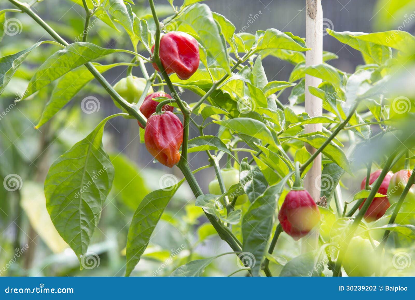 Sweet bell Pepper on tree stock photo. Image of agriculture - 30239202