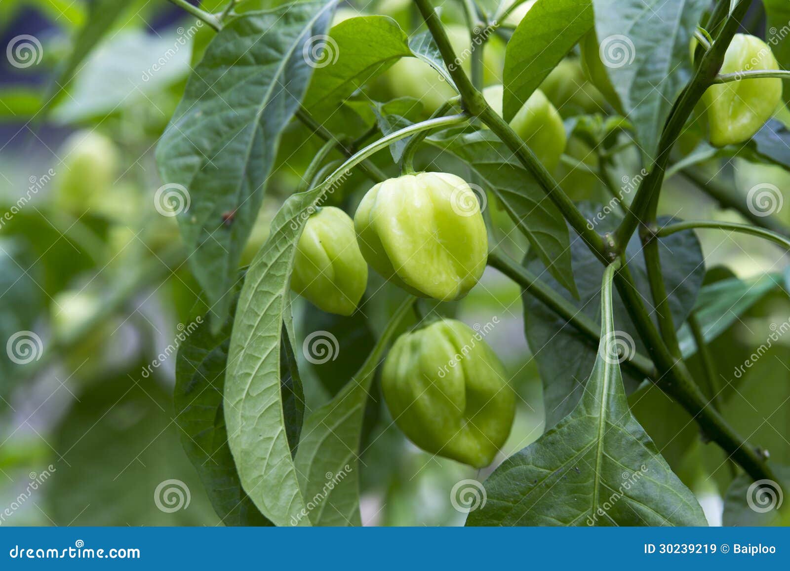 Sweet bell Pepper on tree stock image. Image of ingredient - 30239219