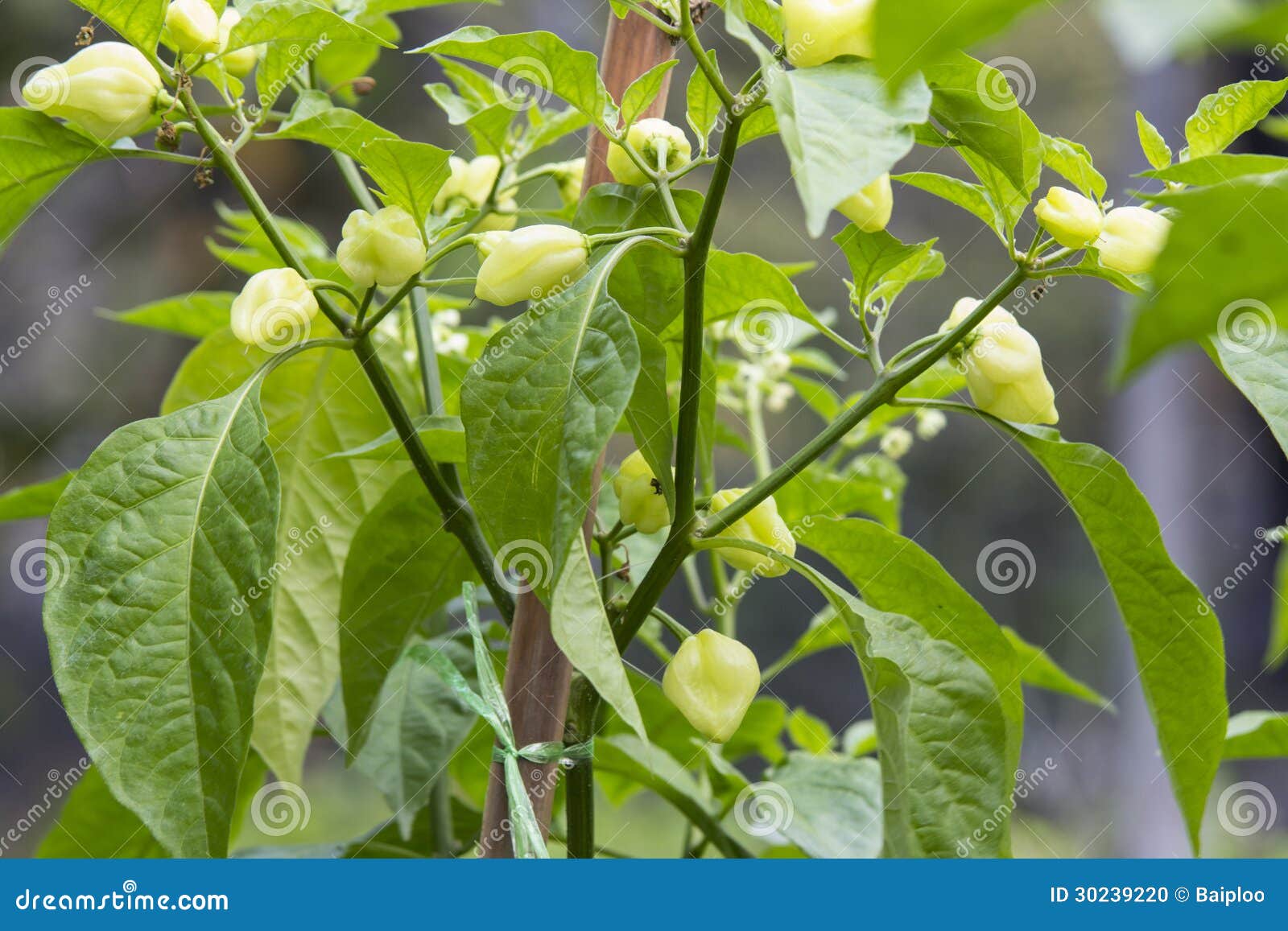 Sweet bell Pepper on tree stock photo. Image of salad - 30239220