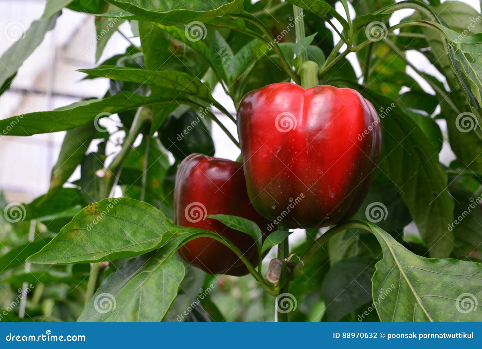 SWEET PEPPER / BELL PEPPER stock photo. Image of grow - 88970632