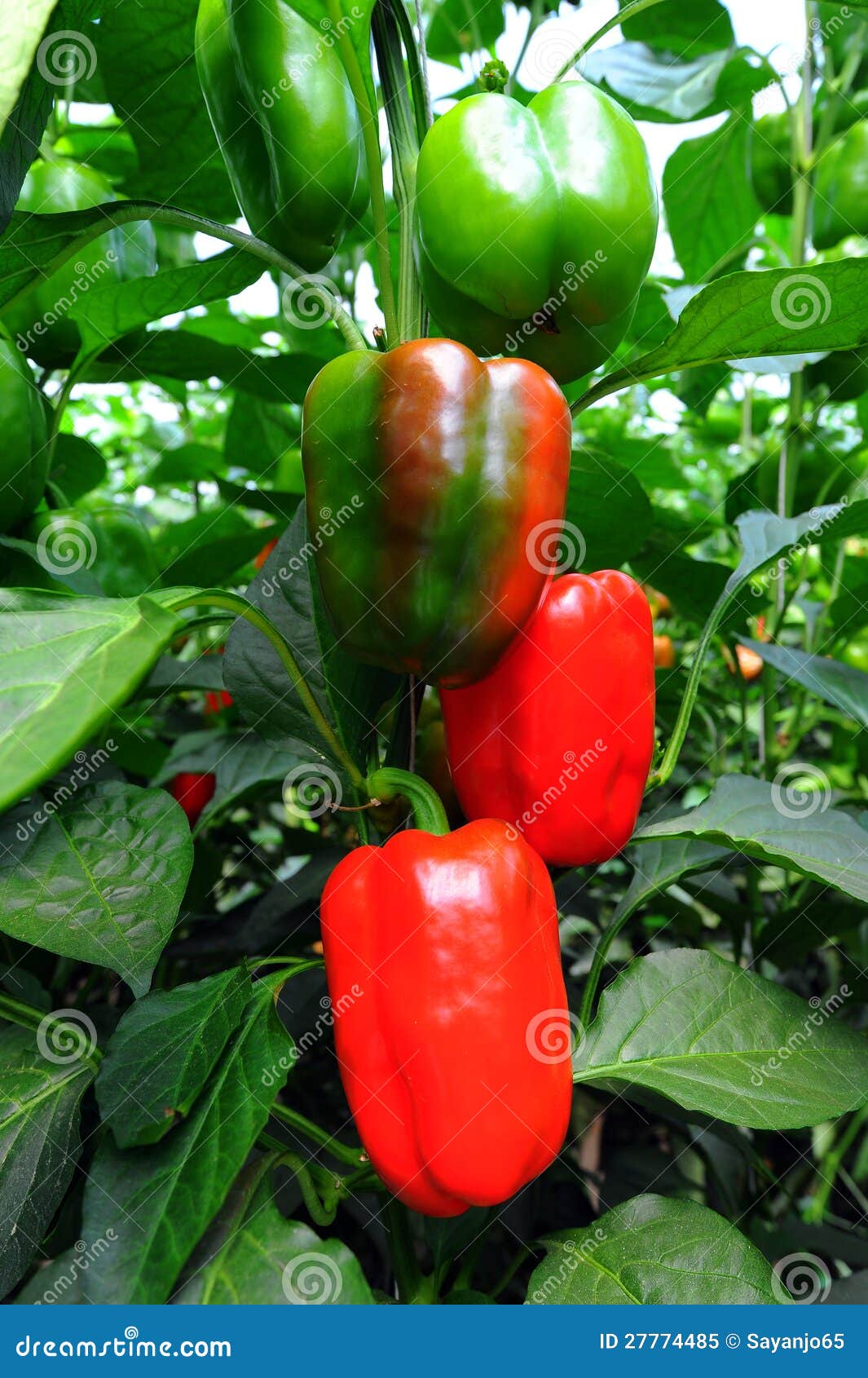 Sweet Pepper, Cooking Raw Material Stock Image - Image of juicy ...