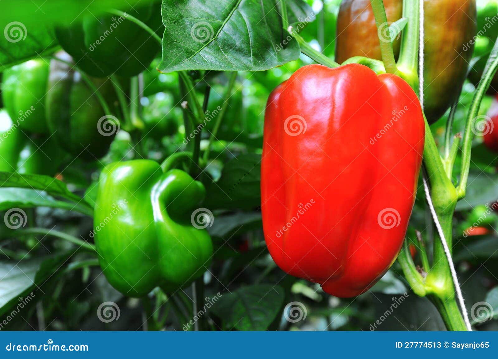 Sweet Pepper, Cooking Raw Material Stock Image - Image of gourmet ...